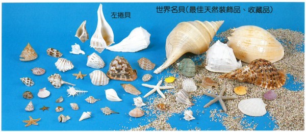 SEA SHELLS_Fashion Jewelry & Sea Shells_PRODUCTS_ YOUNG SUN