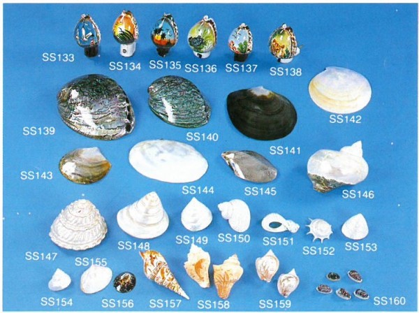 SEA SHELLS_Fashion Jewelry & Sea Shells_PRODUCTS_ YOUNG SUN