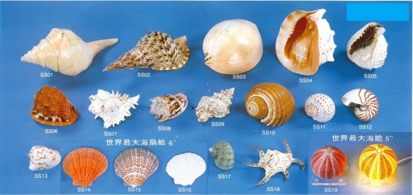 SEA SHELLS_Fashion Jewelry & Sea Shells_PRODUCTS_ YOUNG SUN