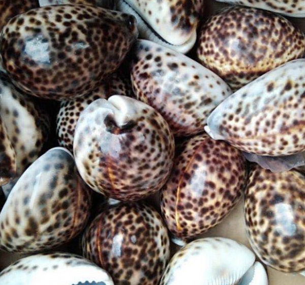 SHELL ACCESSORY_SHELL ACCESSORIES_Fashion Jewelry & Sea Shells_PRODUCTS ...