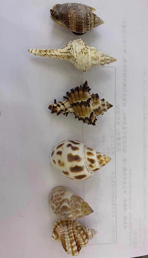 SHELL ACCESSORY_SHELL ACCESSORIES_Fashion Jewelry & Sea Shells_PRODUCTS ...