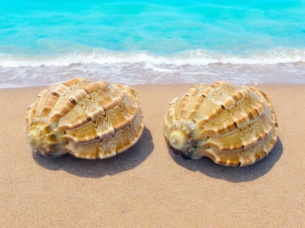 SEA SHELLS_Fashion Jewelry & Sea Shells_PRODUCTS_ YOUNG SUN