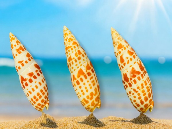 SEA SHELLS_Fashion Jewelry & Sea Shells_PRODUCTS_ YOUNG SUN