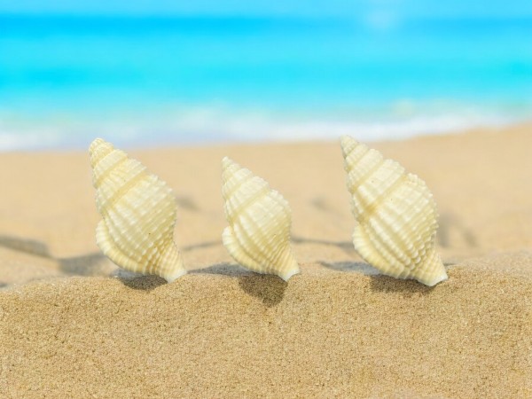 SEA SHELLS_Fashion Jewelry & Sea Shells_PRODUCTS_ YOUNG SUN