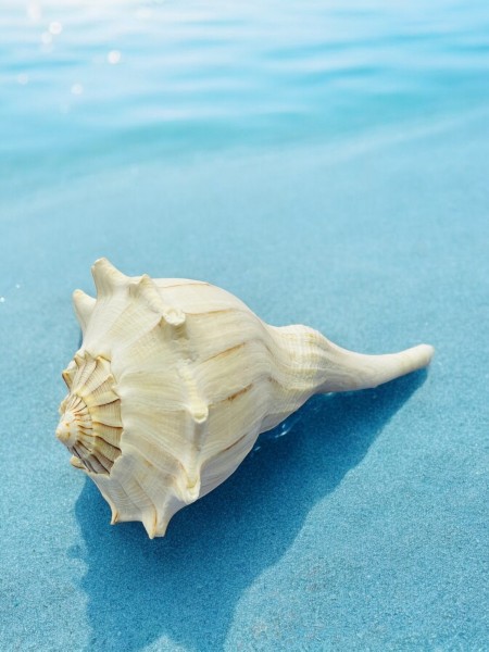 SEA SHELLS_Fashion Jewelry & Sea Shells_PRODUCTS_ YOUNG SUN