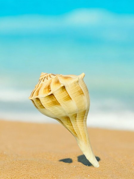 SEA SHELLS_Fashion Jewelry & Sea Shells_PRODUCTS_ YOUNG SUN