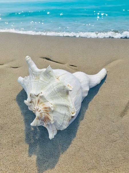 SEA SHELLS_Fashion Jewelry & Sea Shells_PRODUCTS_ YOUNG SUN