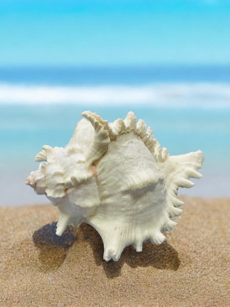 SEA SHELLS_Fashion Jewelry & Sea Shells_PRODUCTS_ YOUNG SUN