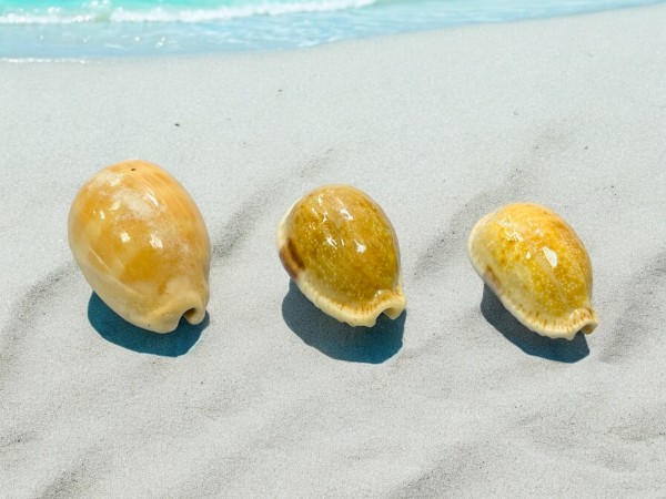 SEA SHELLS_Fashion Jewelry & Sea Shells_PRODUCTS_ YOUNG SUN