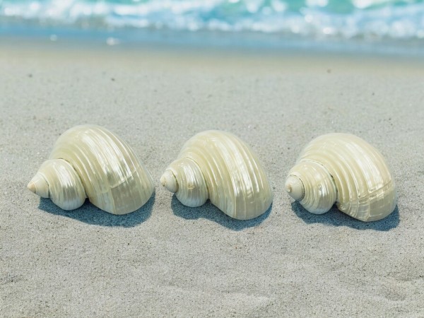SEA SHELLS_Fashion Jewelry & Sea Shells_PRODUCTS_ YOUNG SUN