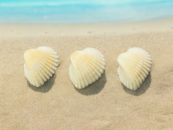 SEA SHELLS_Fashion Jewelry & Sea Shells_PRODUCTS_ YOUNG SUN