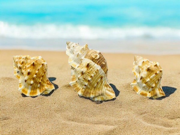 SEA SHELLS_Fashion Jewelry & Sea Shells_PRODUCTS_ YOUNG SUN