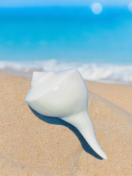 SEA SHELLS_Fashion Jewelry & Sea Shells_PRODUCTS_ YOUNG SUN