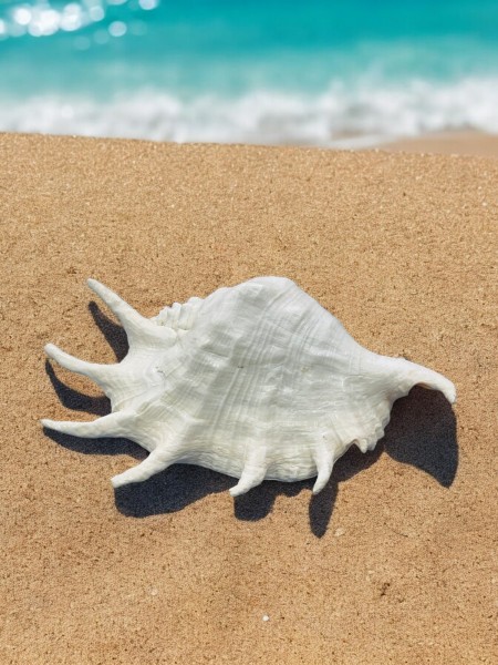 SEA SHELLS_Fashion Jewelry & Sea Shells_PRODUCTS_ YOUNG SUN