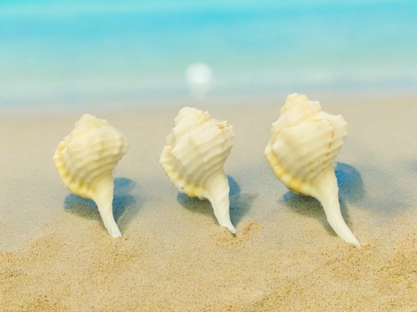 SEA SHELLS_Fashion Jewelry & Sea Shells_PRODUCTS_ YOUNG SUN