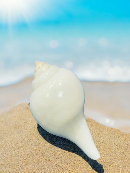 SEA SHELLS_Fashion Jewelry & Sea Shells_PRODUCTS_ YOUNG SUN