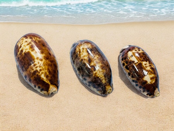 SEA SHELLS_Fashion Jewelry & Sea Shells_PRODUCTS_ YOUNG SUN