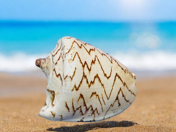 SEA SHELLS_Fashion Jewelry & Sea Shells_PRODUCTS_ YOUNG SUN