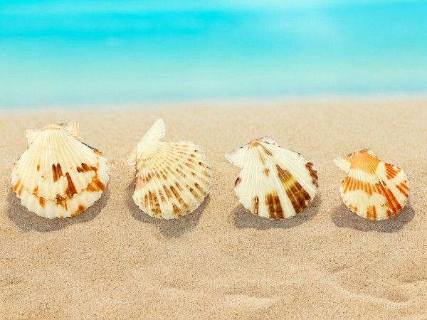 SEA SHELLS_Fashion Jewelry & Sea Shells_PRODUCTS_ YOUNG SUN
