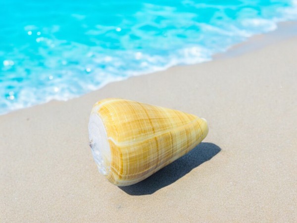 SEA SHELLS_Fashion Jewelry & Sea Shells_PRODUCTS_ YOUNG SUN