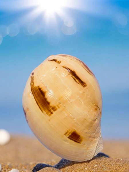 SEA SHELLS_Fashion Jewelry & Sea Shells_PRODUCTS_ YOUNG SUN