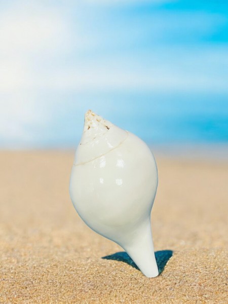 SEA SHELLS_Fashion Jewelry & Sea Shells_PRODUCTS_ YOUNG SUN