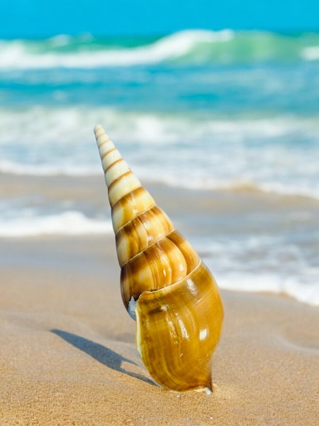 SEA SHELLS_Fashion Jewelry & Sea Shells_PRODUCTS_ YOUNG SUN