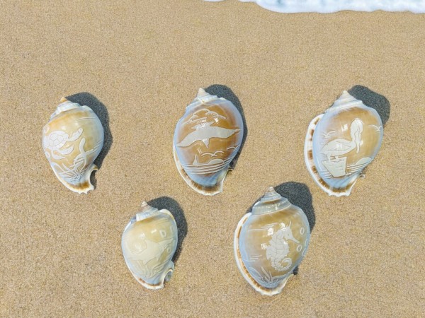 SEA SHELLS_Fashion Jewelry & Sea Shells_PRODUCTS_ YOUNG SUN