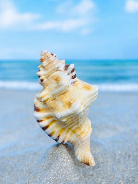 SEA SHELLS_Fashion Jewelry & Sea Shells_PRODUCTS_ YOUNG SUN