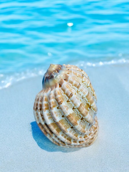 SEA SHELLS_Fashion Jewelry & Sea Shells_PRODUCTS_ YOUNG SUN