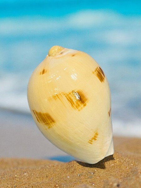 SEA SHELLS_Fashion Jewelry & Sea Shells_PRODUCTS_ YOUNG SUN