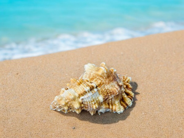 SEA SHELLS_Fashion Jewelry & Sea Shells_PRODUCTS_ YOUNG SUN