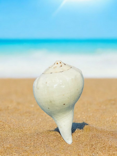 SEA SHELLS_Fashion Jewelry & Sea Shells_PRODUCTS_ YOUNG SUN