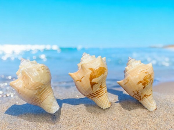 SEA SHELLS_Fashion Jewelry & Sea Shells_PRODUCTS_ YOUNG SUN