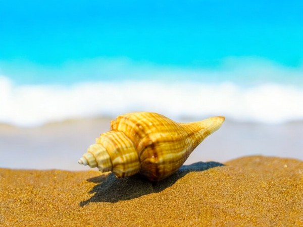 SEA SHELLS_Fashion Jewelry & Sea Shells_PRODUCTS_ YOUNG SUN