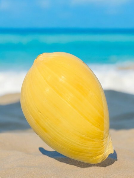 SEA SHELLS_Fashion Jewelry & Sea Shells_PRODUCTS_ YOUNG SUN