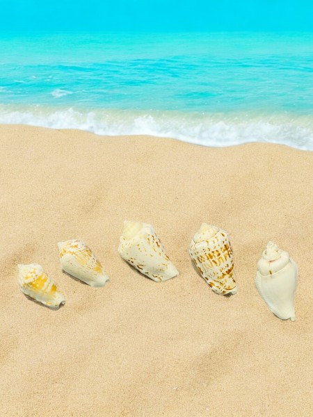 SEA SHELLS_Fashion Jewelry & Sea Shells_PRODUCTS_ YOUNG SUN
