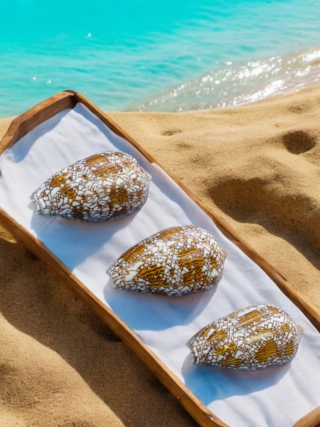 SEA SHELLS_Fashion Jewelry & Sea Shells_PRODUCTS_ YOUNG SUN