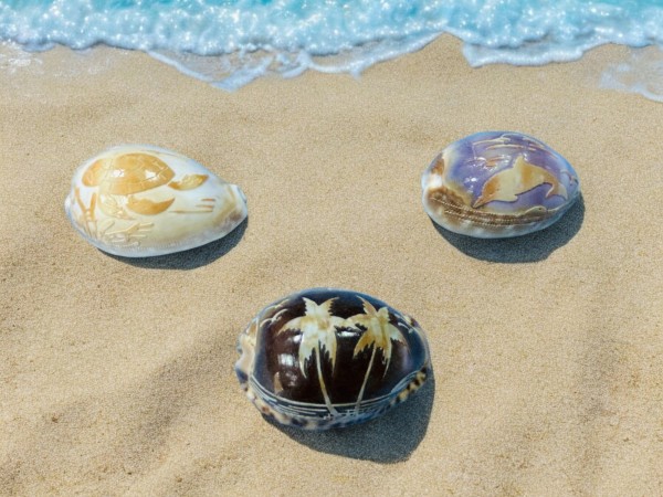 SEA SHELLS_Fashion Jewelry & Sea Shells_PRODUCTS_ YOUNG SUN
