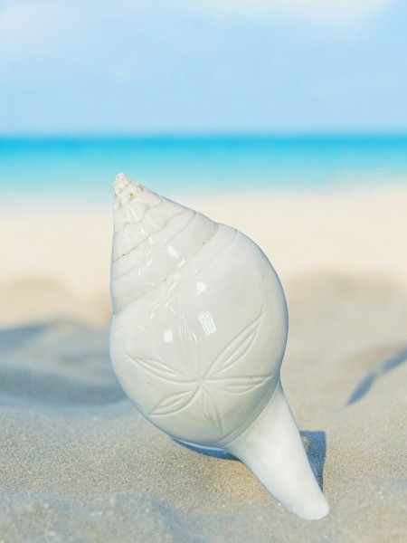 SEA SHELLS_Fashion Jewelry & Sea Shells_PRODUCTS_ YOUNG SUN