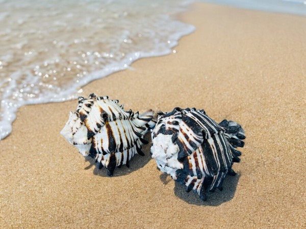 SEA SHELLS_Fashion Jewelry & Sea Shells_PRODUCTS_ YOUNG SUN