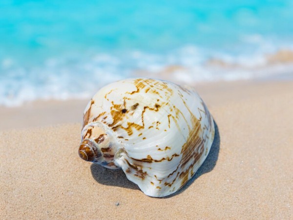 SEA SHELLS_Fashion Jewelry & Sea Shells_PRODUCTS_ YOUNG SUN